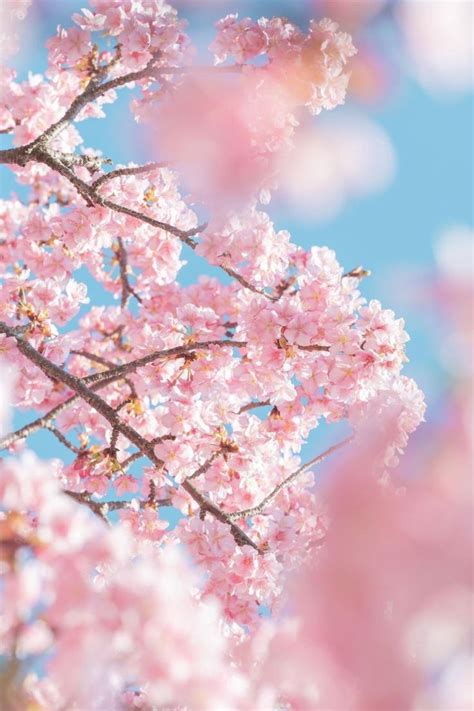 40 Cute Aesthetic Flower Wallpaper Backgrounds For IPhone Spring