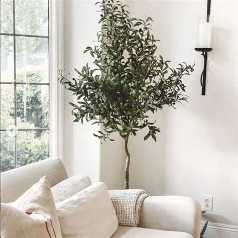 How To Care For An Indoor Olive Tree Artofit