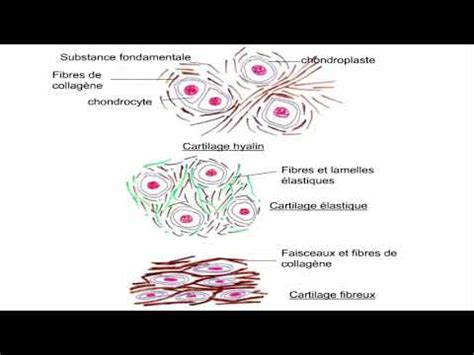 Tissu Cartilagineux YouTube