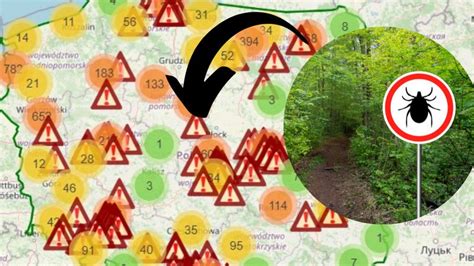 Gdzie w Polsce jest najwięcej kleszczy 5 Minut dla Zdrowia