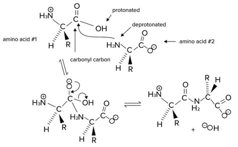 Formation Of A Peptide Bond