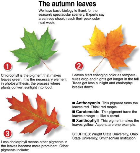 Why Leaves Change Color The Daily Standard Stories