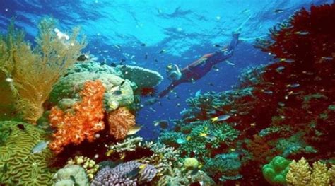 The Great Barrier Reef Is Suffering Another Mass Bleaching Event How
