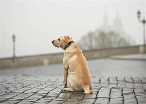 QUÉ HACER SI TU PERRO SE PIERDE Mis Mascotas MisMascotas