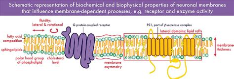 The Neuronal Membrane Is The Principle Site Of Action For Many Neuronal