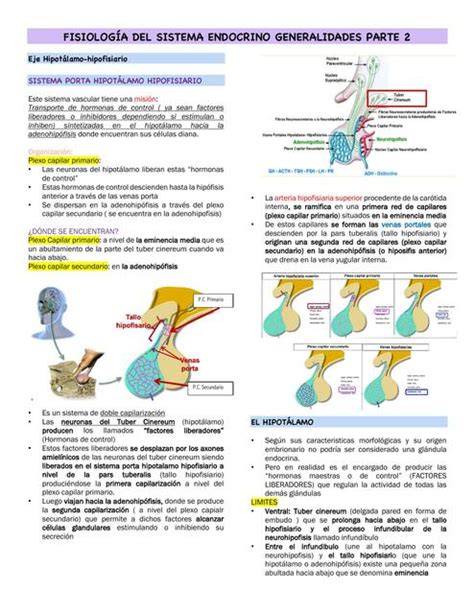 Fisiolog A Del Sistema Endocrino Generalidades Juliette Rosales Udocz