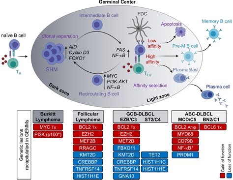 Frontiers Mouse Models Of Germinal Center Derived B Cell Lymphomas