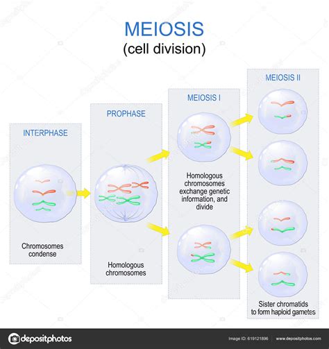 Meiosis División Celular Para Producir Los Gametos Como Espermatozoides
