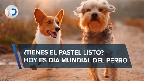El De Julio Es El D A Mundial Del Perro Sabes Por Qu Se Celebra