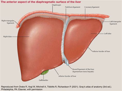 Anatomy Of The Liver Surgery Oxford International Edition