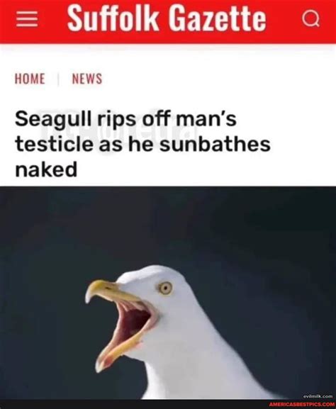 Suffolk Gazette HOME NEWS Seagull Rips Off Man S Testicle As He