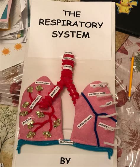 Respiratory System Diagram Project Respiratory System Diagra