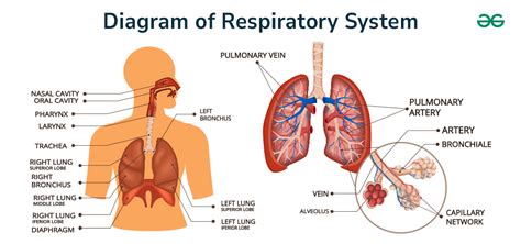 Diagram Of Respiratory System Parts And Functions GeeksforGeeks