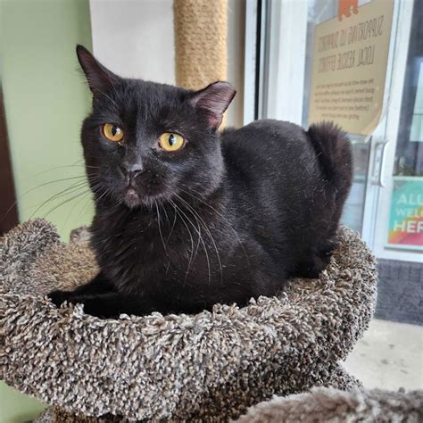Ferrari Adopted The Cafe Meow