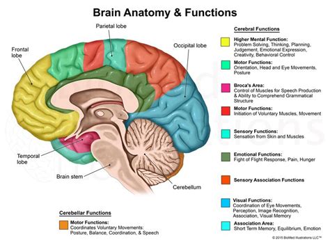Parts Of The Brain And Their Functions Diagram Parts Of The