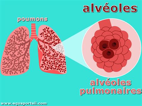 Alvéole pulmonaire définition et explications AquaPortail