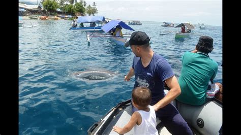 Si Hiu Paus Di Botubarani Whale Shark In Botubarani Gorontalo Youtube