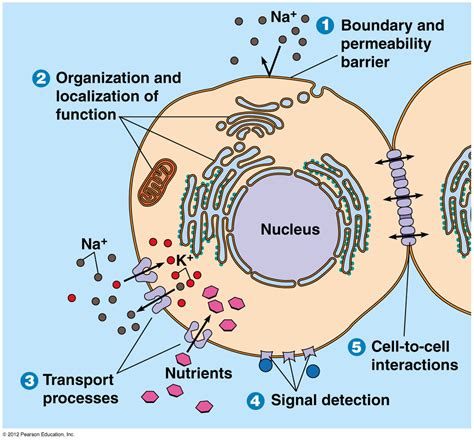 Cell Transport And Communication Diagram Quizlet