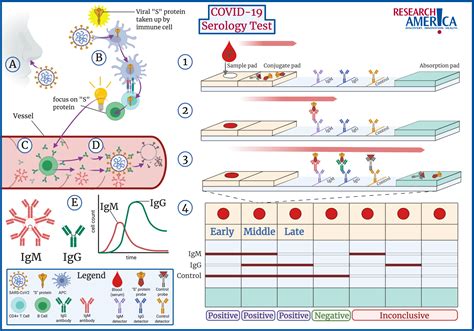 Explained How A COVID 19 Serology Test Works And Obstacles To Its Use