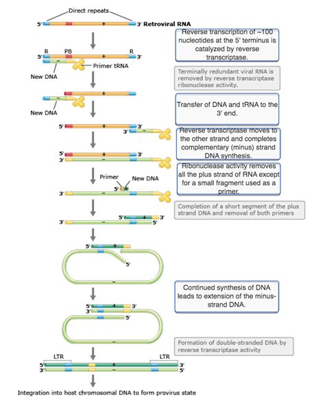 Solved The Ability Of Retroviruses To Form A Dsdna Molecule Chegg