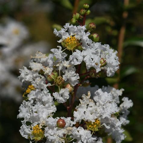 Lagerstroemia indica Bianca Grassi Lillà delle Indie Vendita