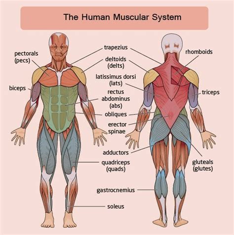 Diagrams Of The Human Muscular System 3 4 View 31 839 Anatom