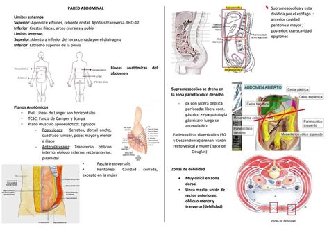 Resúmenes de Límites pared abdominal Descarga apuntes de Límites