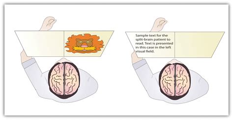 Our Brains Control Our Thoughts Feelings And Behavior