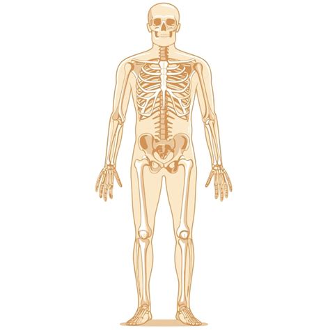 Esqueleto Humano Vector Premium