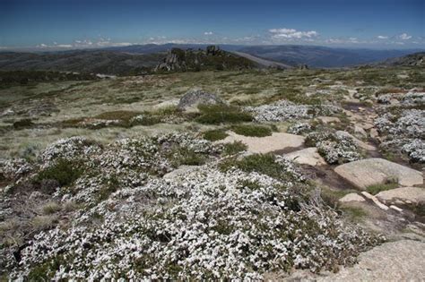 Mount Kosciuszko Camping With A View Australian Geographic