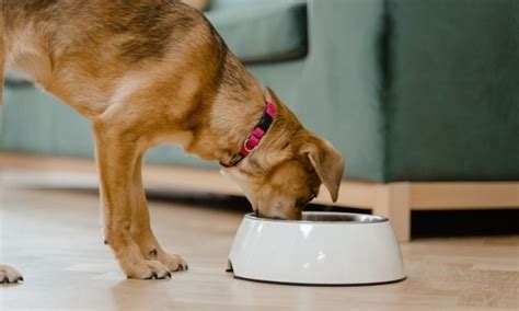 Nutrición animal procesos tipos y curiosidades