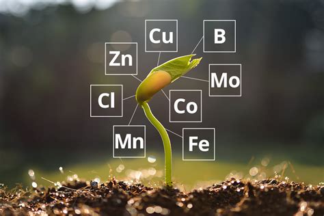 Tanque Entrelazamiento Para Editar Definicion De Micronutrientes En Las