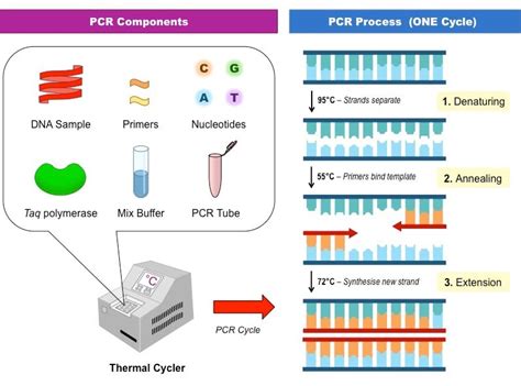 Polymerase Chain Reaction PCR Principle Steps Applications