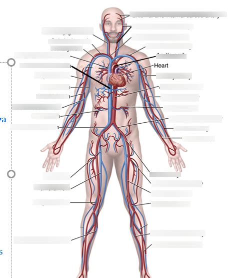 A P Major Veins And Arteries Labeling Diagram Quizlet
