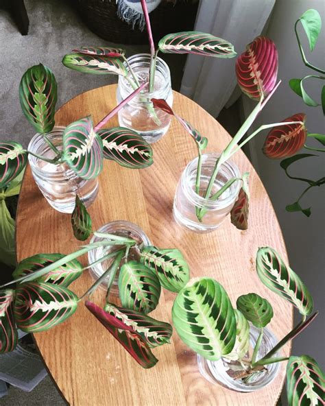 Basics Of How To Propagate Prayer Plant Of All Time Learn More Here