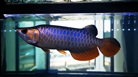 10 Jenis Ikan Hias Air Tawar Aquarium Populer YouTube