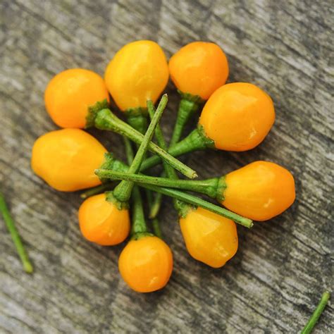 20 Organic Aji Charapita Seeds Samen Chilli Pepper THE MOST Etsy