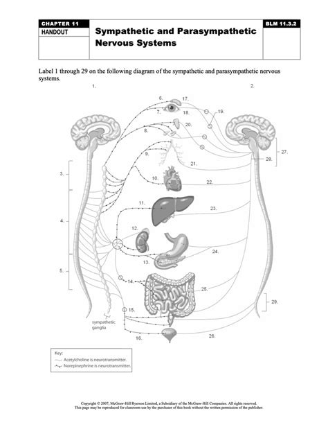 Sympathetic Nervous System Diagram Quizlet