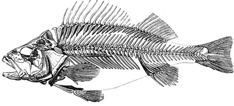 Perch Postcranial Skeleton Diagram Quizlet