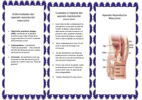 267679688 Triptico Aparato Reproductor Masculino Cuidados E Higiene
