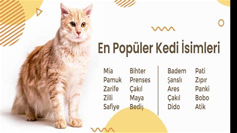 Kedi İsimleri Egzotik Beyaz Gri Beyaz Erkek Dişi YouTube