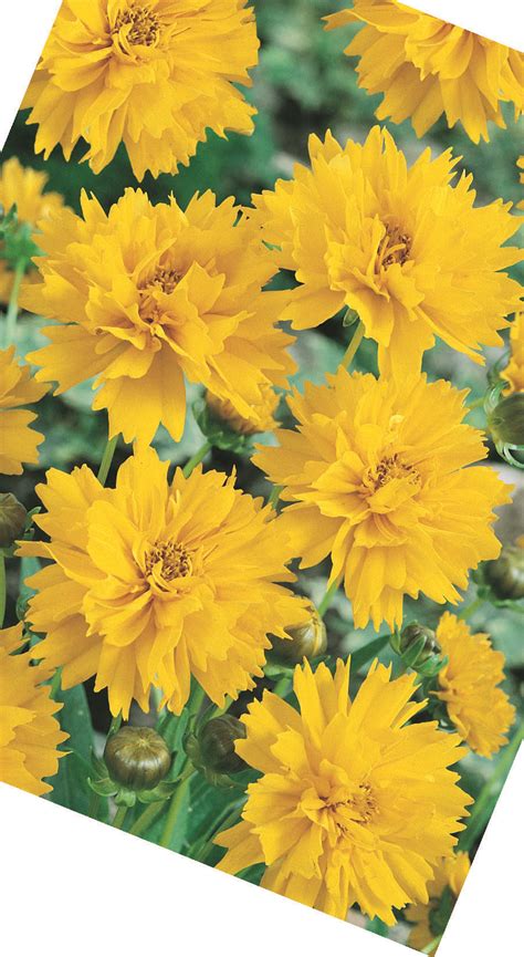 COREOPSIS Grandiflora Early Sunrise Armlee Nurseries