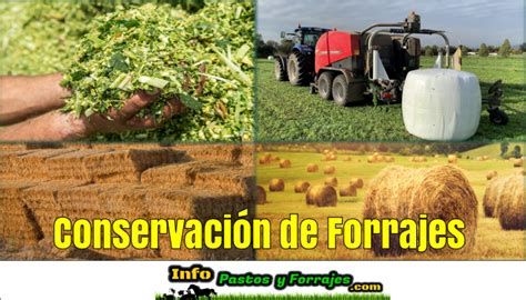 Conservación de Forrajes Pastos y Forrajes Información Actualizada