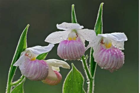 Showy Lady S Slipper Orchids Care And Growing Guide