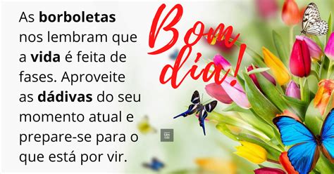 As borboletas nos lembram que a vida é feita de fases Aproveite as