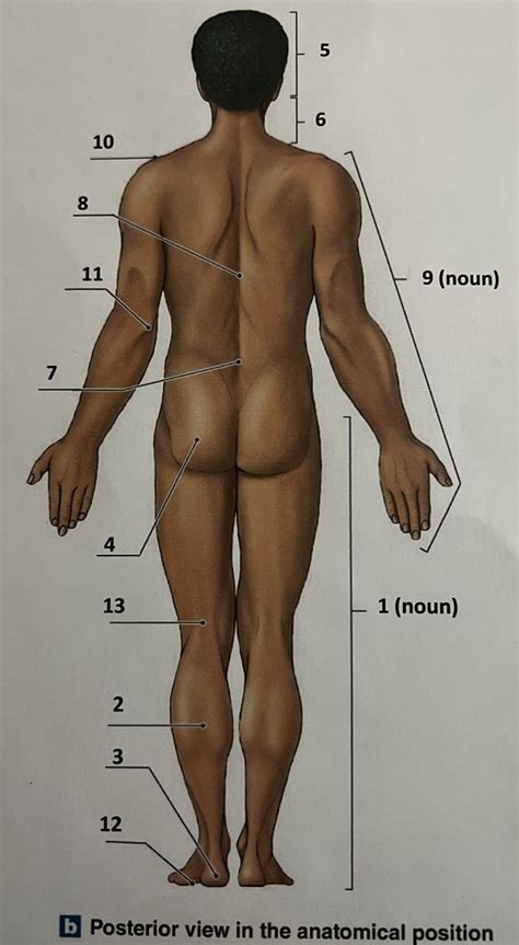 Anatomy Physiology Regional Terms Posterior Diagram Quizlet
