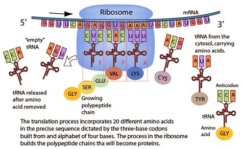 Translation Explained Protein Synthesis