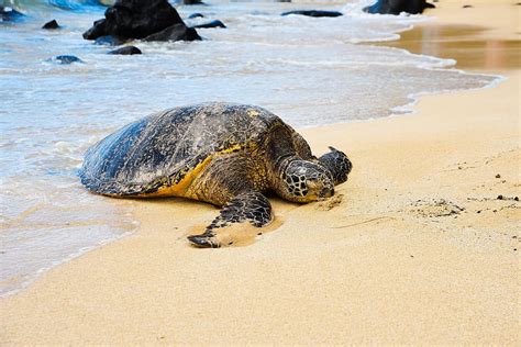 tortuga en la costa tortuga playa agua arena mar océano