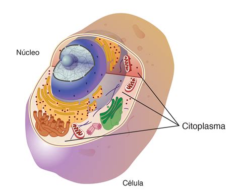 Que Es Una Celula Y Cuales Son Sus Partes Citoplasma Biologia Celular