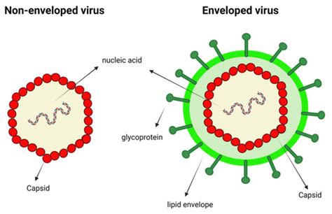 Applied Microbiology Free Full Text Yeast And Virus Like Particles